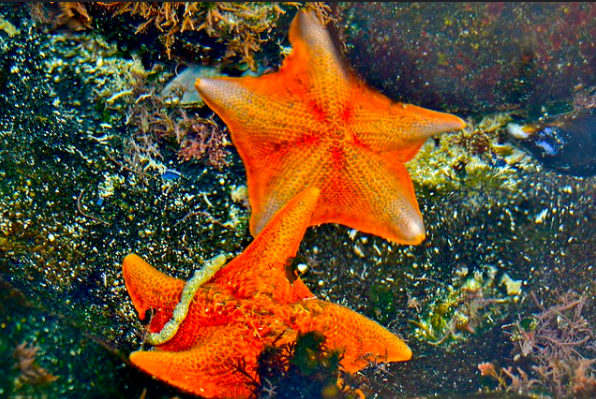 San Diego Tide Pools: Guide to the 10 Most Amazing Tide Pools