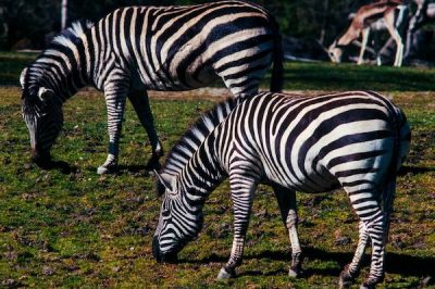 Top 15 Best Things To Do at Night in Seattle | Global Munchkins