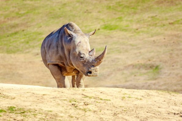 Roar and Snore San Diego: The Ultimate Guide to San Diego Zoo’s ...