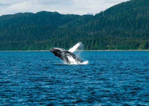 Top 4 Juneau Whale Watching Tours: Best Way to Discover the Majesty of ...