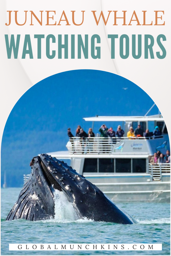 Top 4 Juneau Whale Watching Tours: Best Way to Discover the Majesty of ...