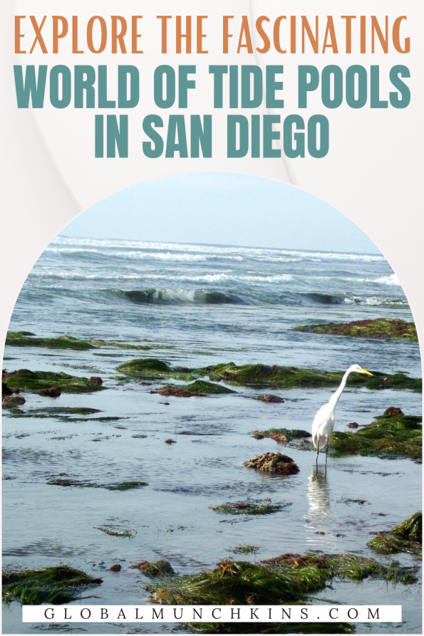 San Diego Tide Pools: Guide to the 10 Most Amazing Tide Pools